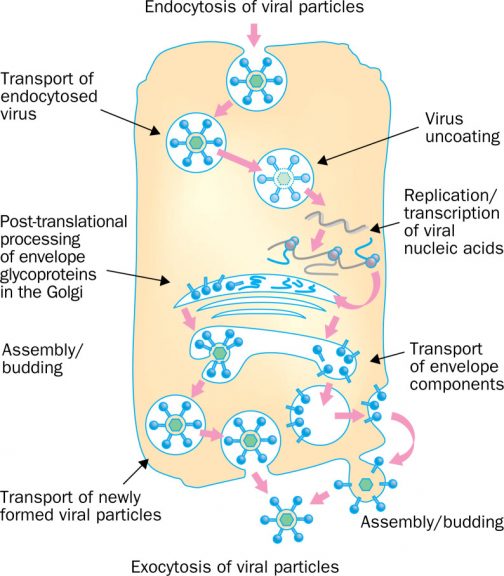 Effects of Chloroquine on Viral Infections: An Old Drug Against Today's ...