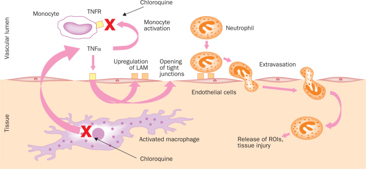 Effects of Chloroquine on Viral Infections: An Old Drug Against Today's ...